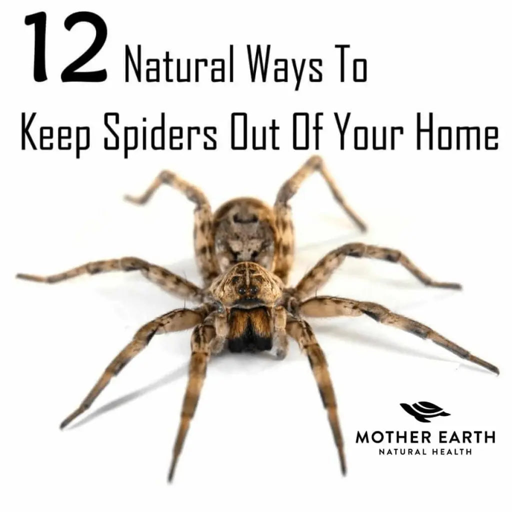 Keep Spiders At Bay the Natural Way - Mother Earth Natural Health